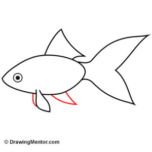 How to Draw a Goldfish - Drawing Mentor
